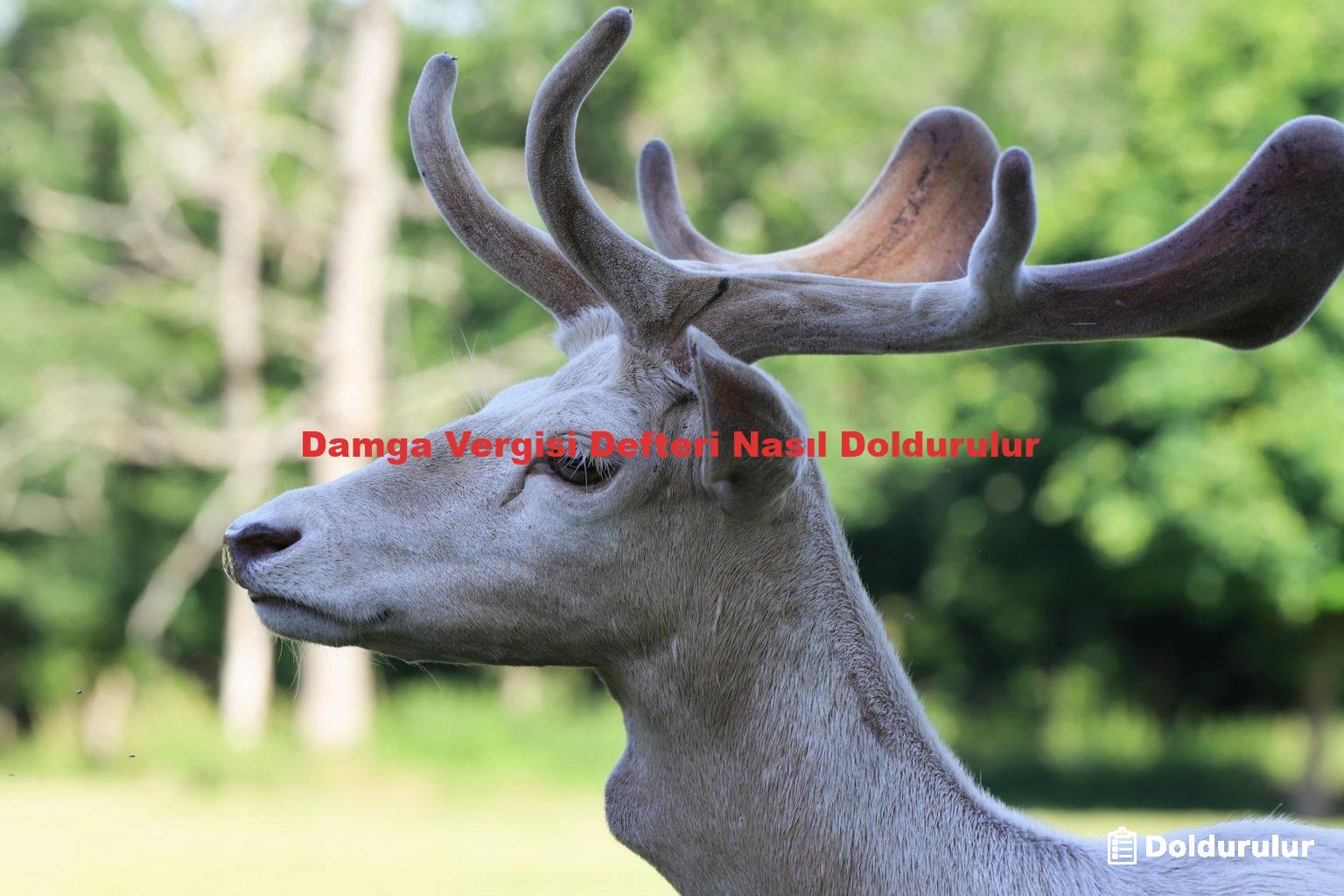 Damga Vergisi Defteri Nasıl Doldurulur - Doldurulur